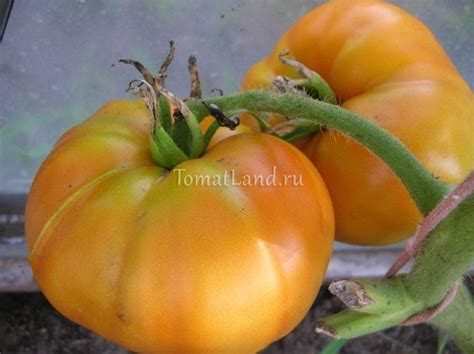 Томат Оранжевый слон: отзывы, фото, урожайность | tomatland.ru ...