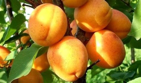 Французько-німецькі абрикоси дали яскраві плоди - AgroTimes