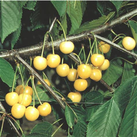 Cherry Vega Fruit Trees For Sale