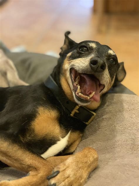 6777 best r/oldmandog images on Pholder | The final sunset for the best ...