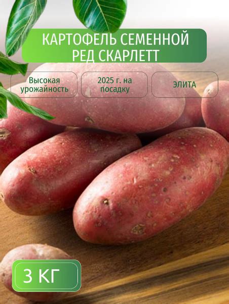 Картофель семенной клубни для посадки 3 кг купить на OZON по низкой ...