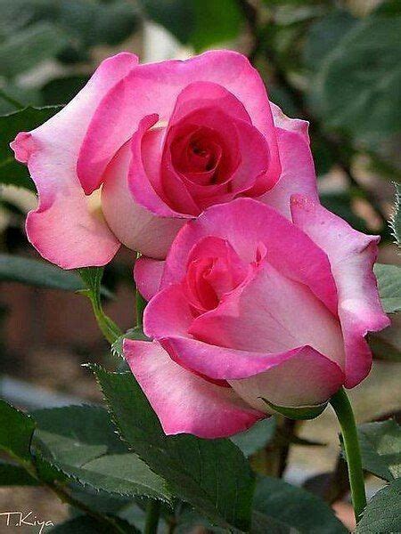 Цветы не умеют говорить, | OK.RU | Hybrid tea roses, Love rose flower ...