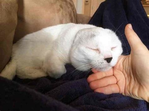 Котик похожий на тюленёнка