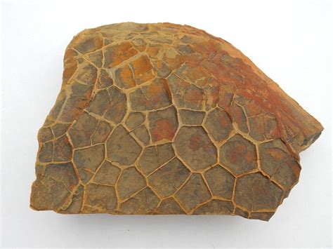 Mineralienatlas Lexikon - Septarie