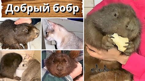 Добрый бобр - YouTube