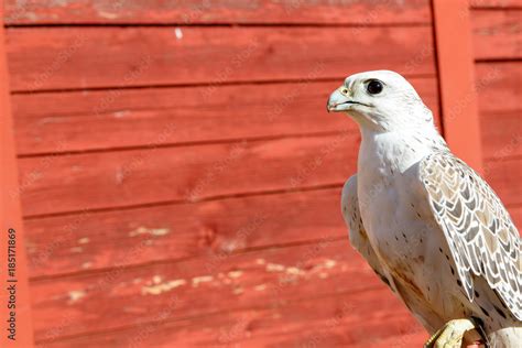 Foto de Halcón do Stock | Adobe Stock