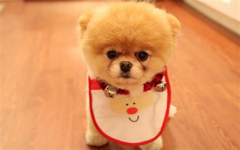 Cute Dog Christmas Wallpapers | HD Wallpapers | ID #11967