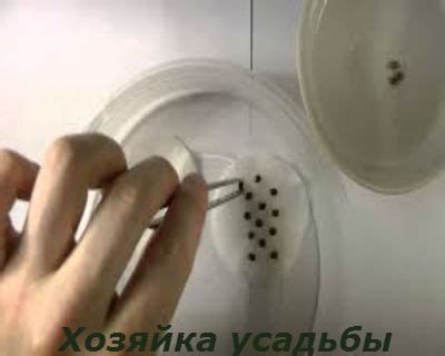 Как правильно провести стратификацию семян в домашних условиях ...