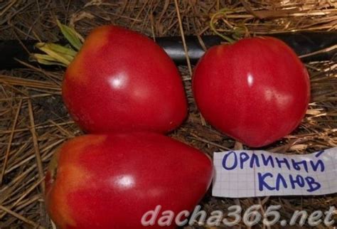 Томат Орлиный клюв: описание сорта, фото, отзывы, характеристика плодов ...