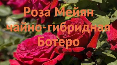 Роза чайно-гибридная Ботеро (rose hybrid tea botero) 🌿 Ботеро обзор ...