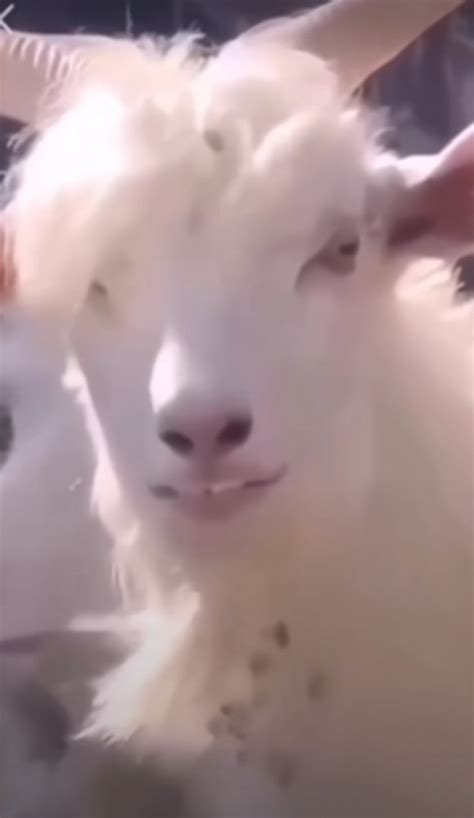Создать мем "the goat, козочка, козлик" - Картинки - Meme-arsenal.com