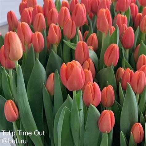 Tulip Time Out авторское фото BUFL.RU | Tulips, Daffodils, Plants