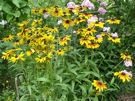 Рудбекия - Rudbeckia - фото - выращивание и уход, посадка, размножение ...