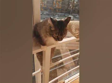 Скалолаз🧗#кот #котик #кошки #cet #pets - YouTube