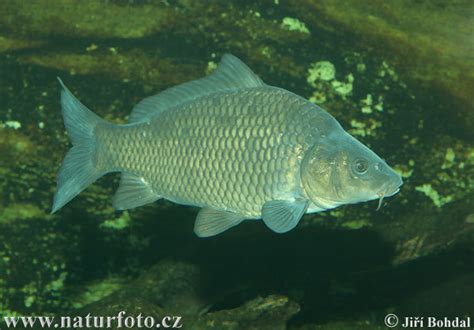 Kapor obyčajný | Naturfoto