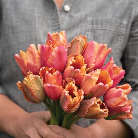 Amazing Parrot - Tulip Bulb | Johnny's Selected Seeds