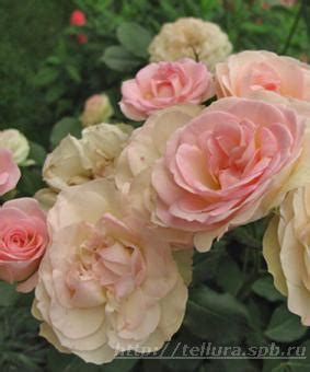 Роза 'Pastella' - GARDENIDEA