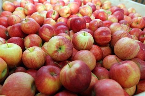 Apple business - Vietnam becomes one of the world leaders in apple ...