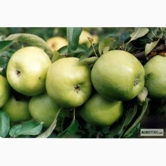 Продам яблоки симиренко, Херсонская обл., Яблоки — Agrotorg