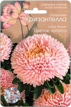Астра китайская Хризантелла Золотая осень. Описание сорта, фото.