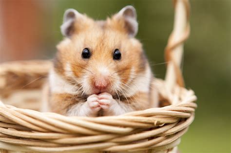 AnImaux HD: Les Animaux Et Leur Petit Et Leur Cri