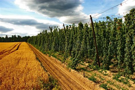 25 farmę chmielu zdjęcie stock. Obraz złożonej z greenbacks - 6096216