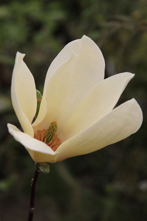 Magnolia ‘Yellow Lantern’ | Pan Global Plants