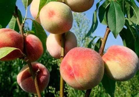 Персик Гринсборо: описание сорта, фото, отзывы