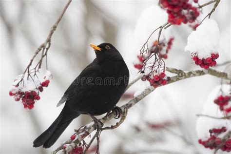 Merel stock afbeelding. Image of dieren, winter, voedsel - 55511675