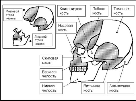 Кости черепа - презентация онлайн