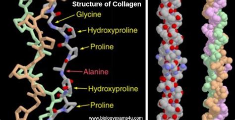 Structure of Collagen