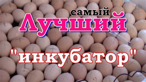 Самый лучший инкубатор - это .... - YouTube