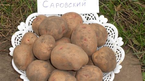 Сорт картошки дрова фото: описание сорта картофеля, отзывы о вкусовых ...