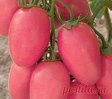 Ценителям вкусных и необычных томатов: сорт “Розовая Стелла” | 6 сото ...
