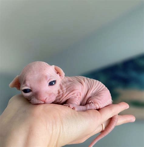 Pin by Jovie on Cute Animals (w/ lots of dogs) | Cute hairless cat ...
