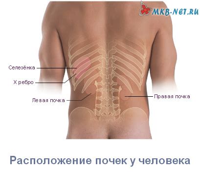 Где находятся почки?
