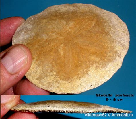 Skutella pavlensis - Находки 2012
