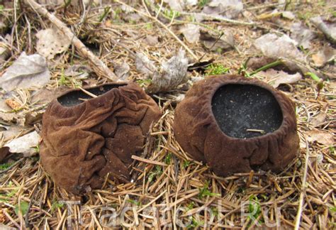 Sarcosoma globosum, Саркосома шаровидная