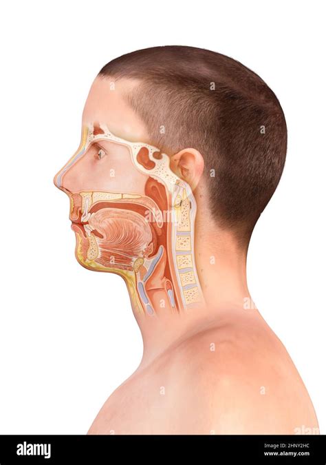 Anatomie du nez et de la gorge.Structure des organes humains. Anatomie ...