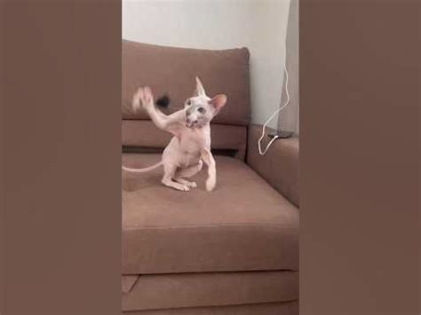 Безумный ловец мышей😾😂 #шортс #кот - YouTube