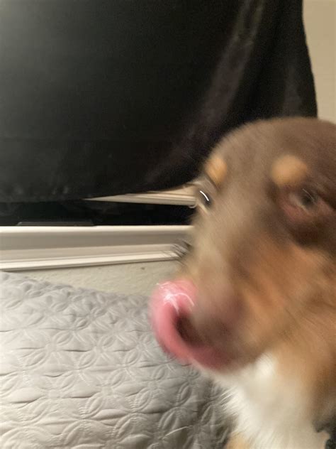 So Photogenic : r/MiniAussies