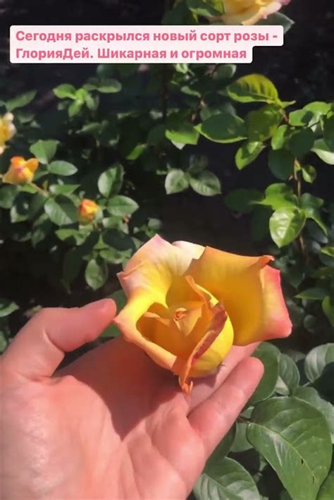 Чайно-гибридная роза. Сорт Глория Дей. Garden Rose - YouTube