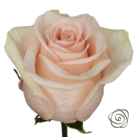 Salma (Roses) - So^Bella Flowers