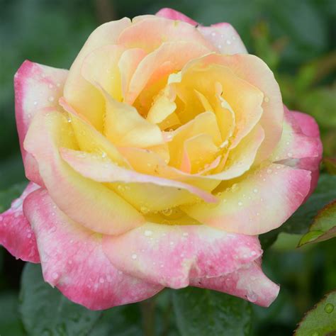 Pullman Orient Express ® | Rose, apricot, 1.2 m - 1.85 m (Peter Ping ...