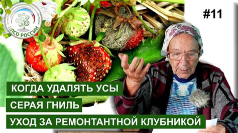 Гниль клубники. Горькая, кислая ягода. Советы по уходу за клубникой ...