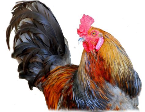 Cock PNG