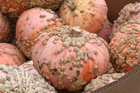 Galeux D`eysines Winter Squash Stock Image - Image of deysines, galeux ...