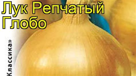 Лук репчатый Глобо (Лук репчатый). Краткий обзор, описание ...