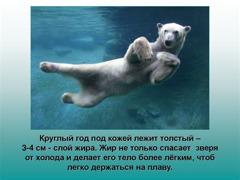 Животные красной книги. Белый медведь - презентация онлайн