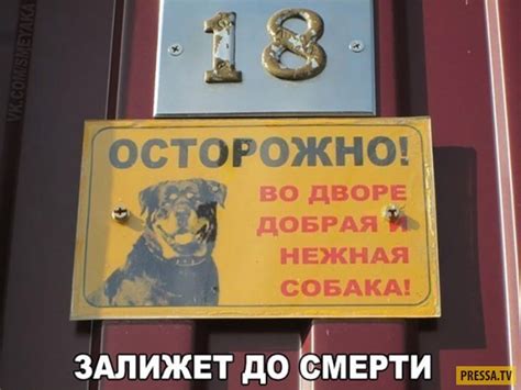Прикольные картинки с надписями (33 штуки)